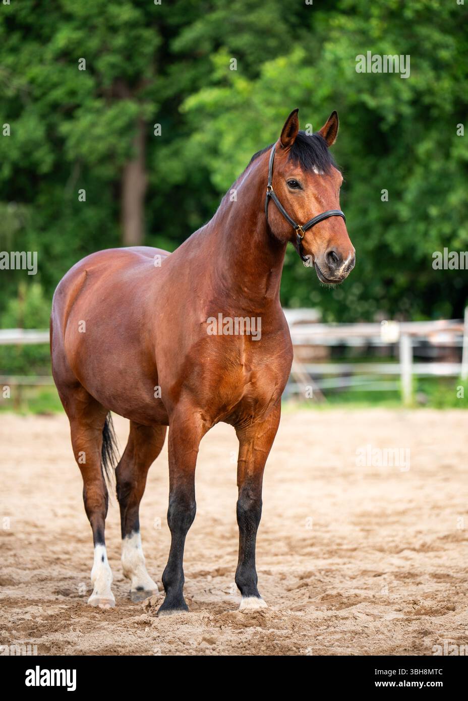 Beautiful well groomed horse black hi-res stock photography and images ...