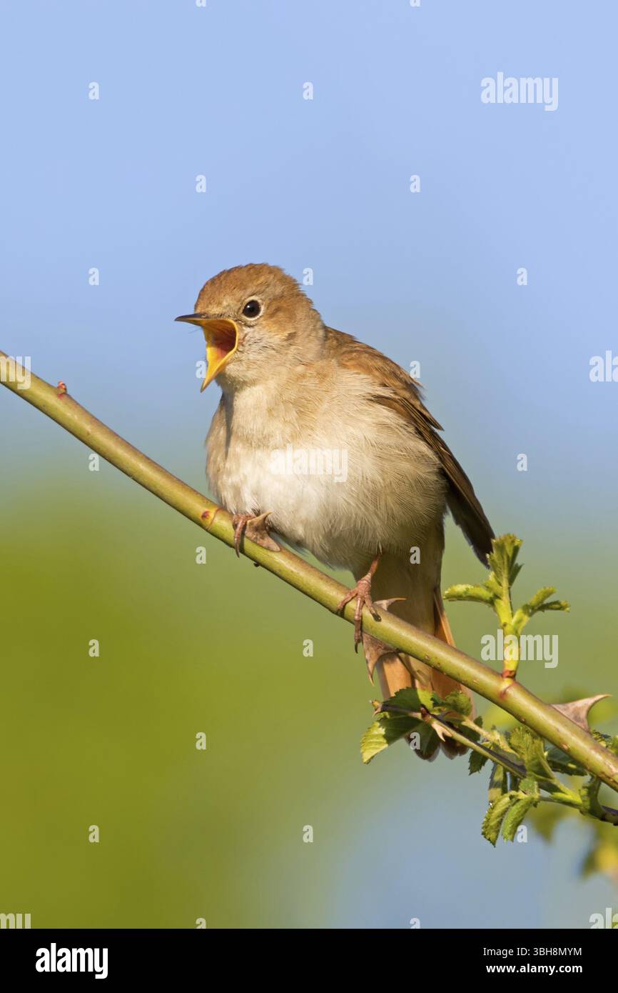 Nightingale, (Luscinia megarhynchos), animals, bird, songbird, family ...