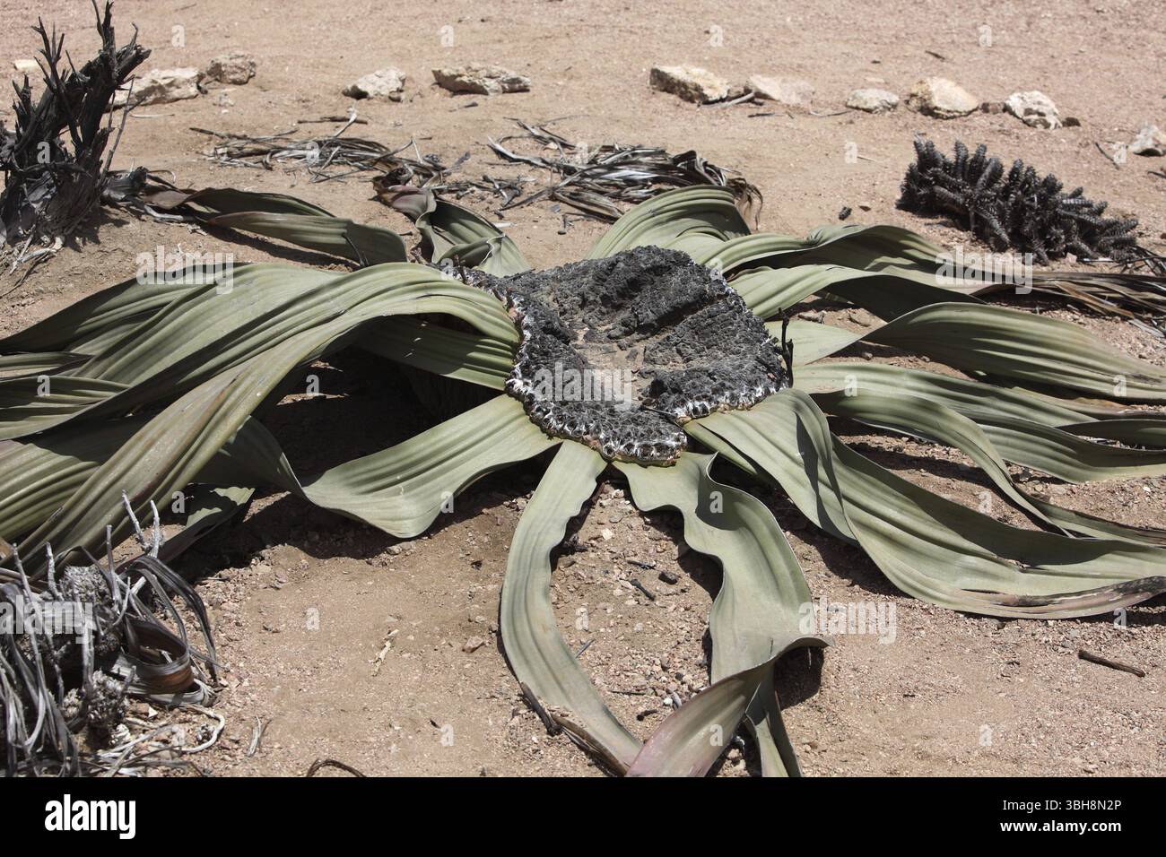 The endemic plant Welwitschia, Welwitschia mirabilis namibiensis, the ...