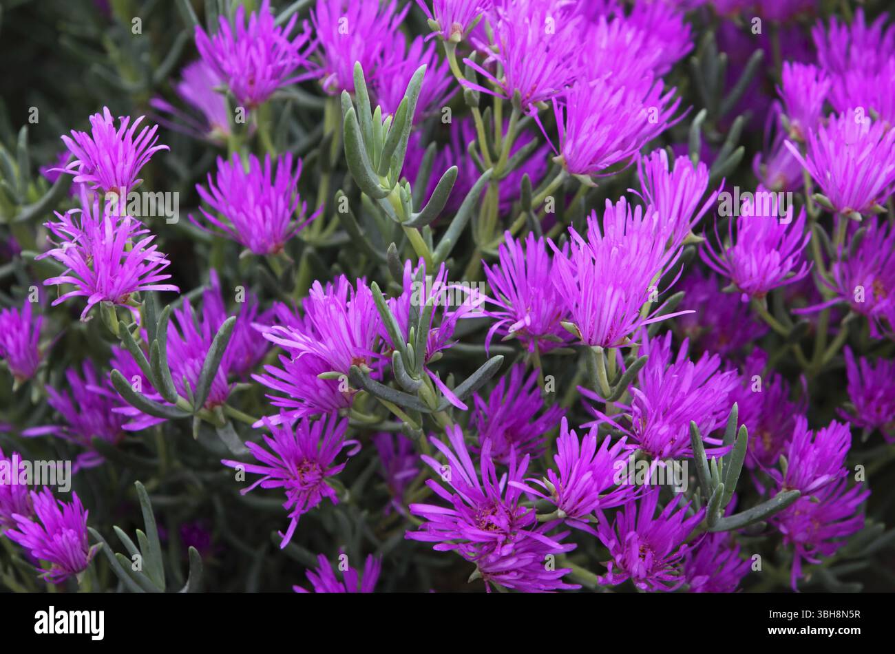 Garden flowers, Swakopmund, Namibia, Africa Stock Photo - Alamy