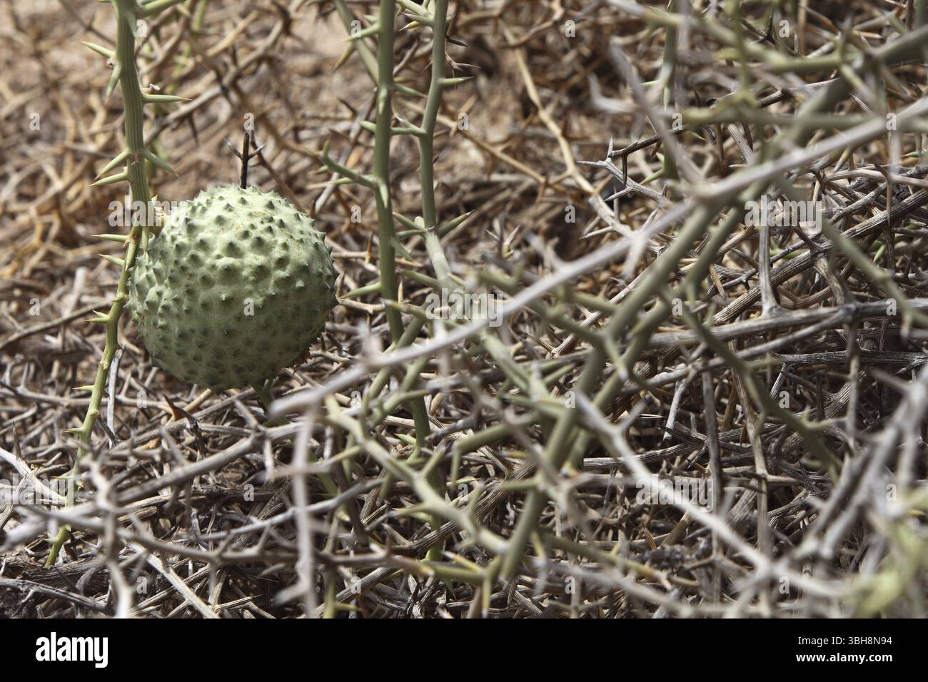 Fruit of the Nara plant, Namib Desert, Namibia, Africa Namib is the ...