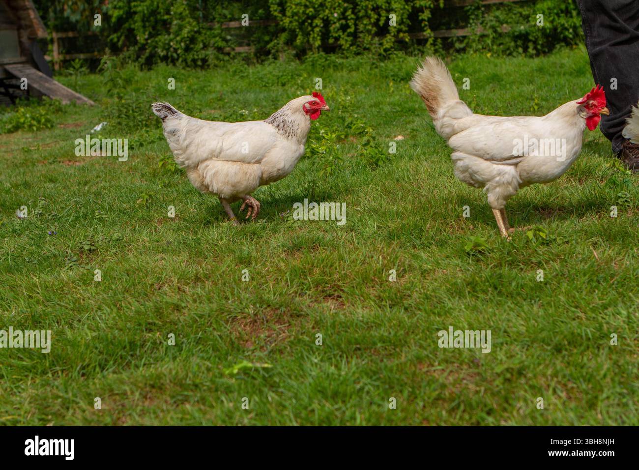 Free range hens running to get grain Stock Photo - Alamy