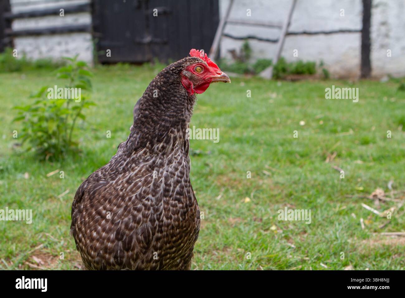 Miles brown on red hi-res stock photography and images - Alamy