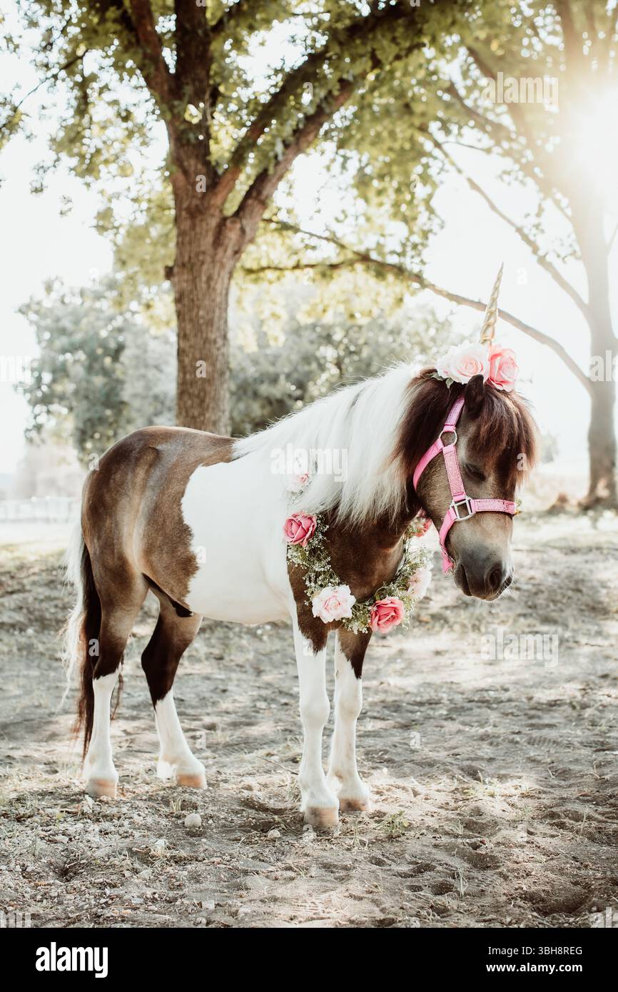 Miniature pony party hi-res stock photography and images - Alamy