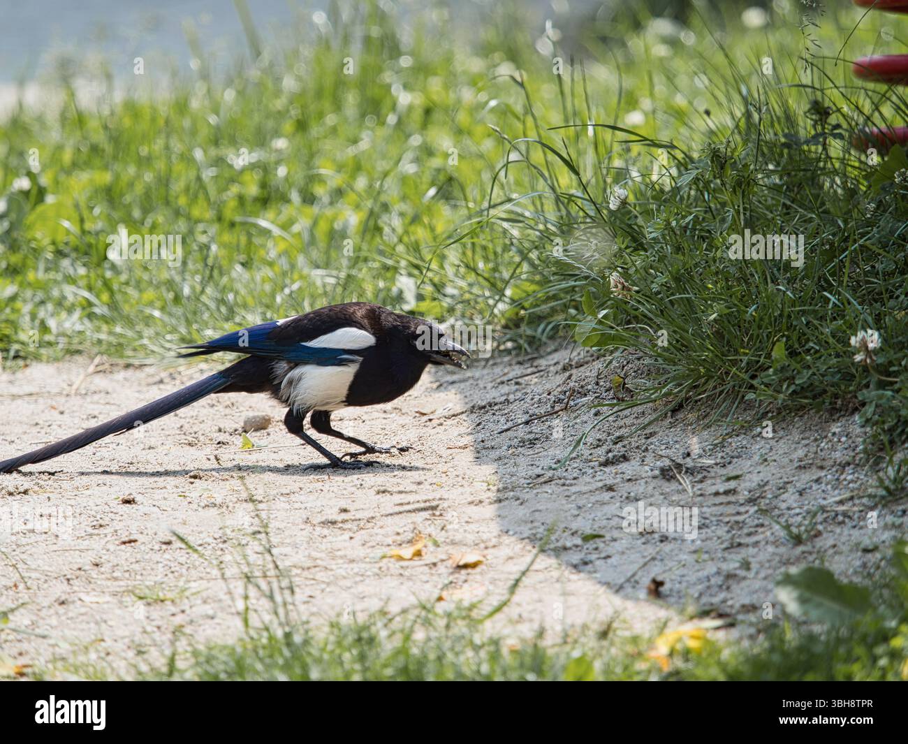 Eurasian magpie (Pica pica) foraging on sandy ground next to grass ...