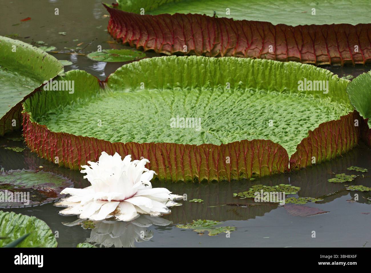The Victoria Amazonica is an aquatic plant from the Nynphaeaceae family ...