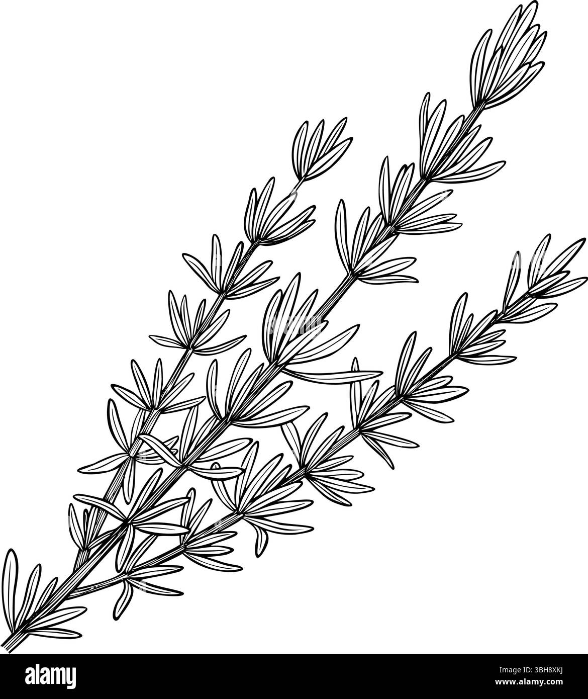 Vector illustration of a thyme branch in outline style. Hand drawn ...