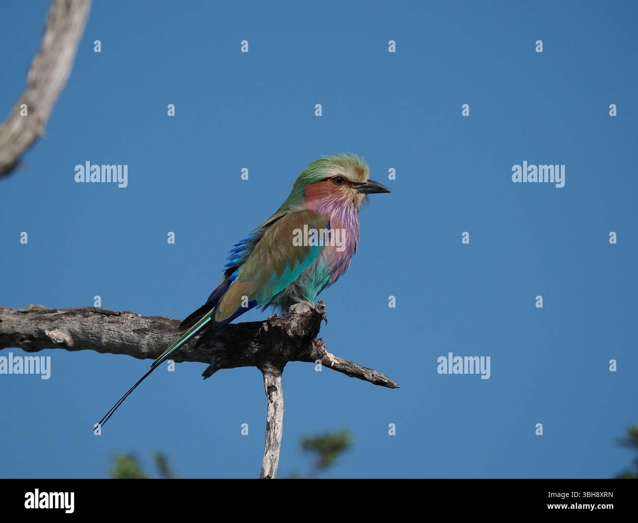 One of the most colourful and stunning birds in Africa, especially in ...