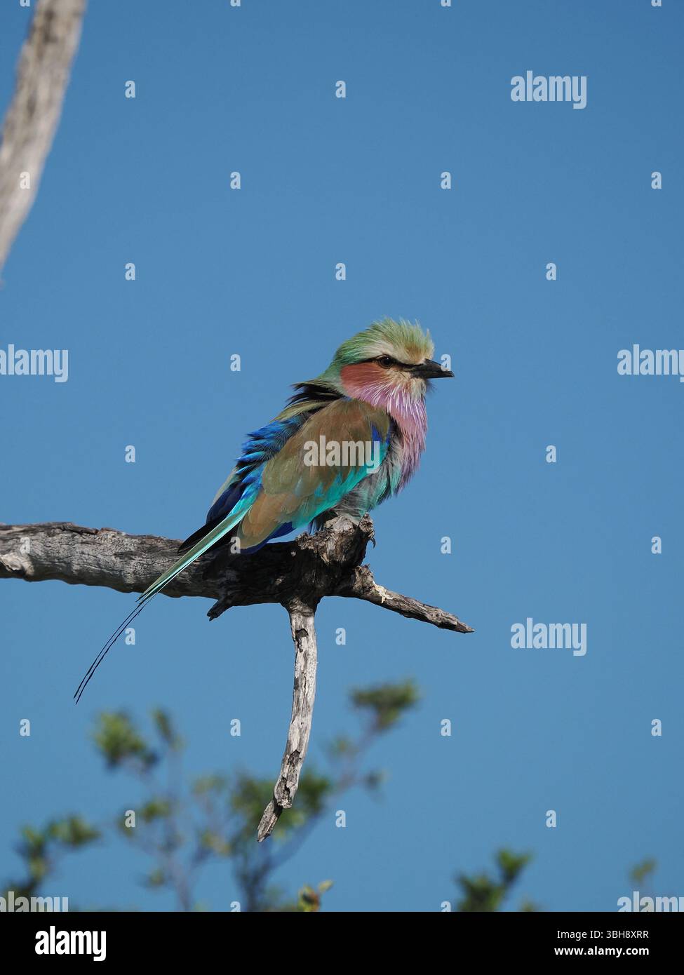 One of the most colourful and stunning birds in Africa, especially in ...