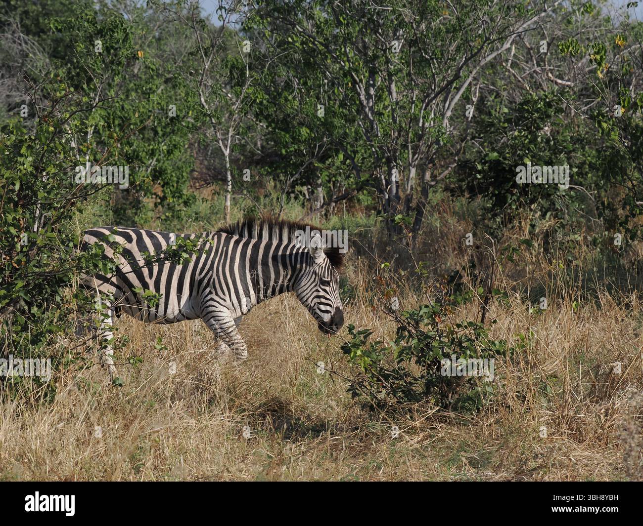 Zebra is the national animal of Botswana. Found in the Okavango Delta ...