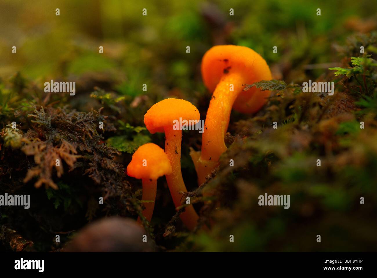 Mushrooms moist in nature hi-res stock photography and images - Alamy