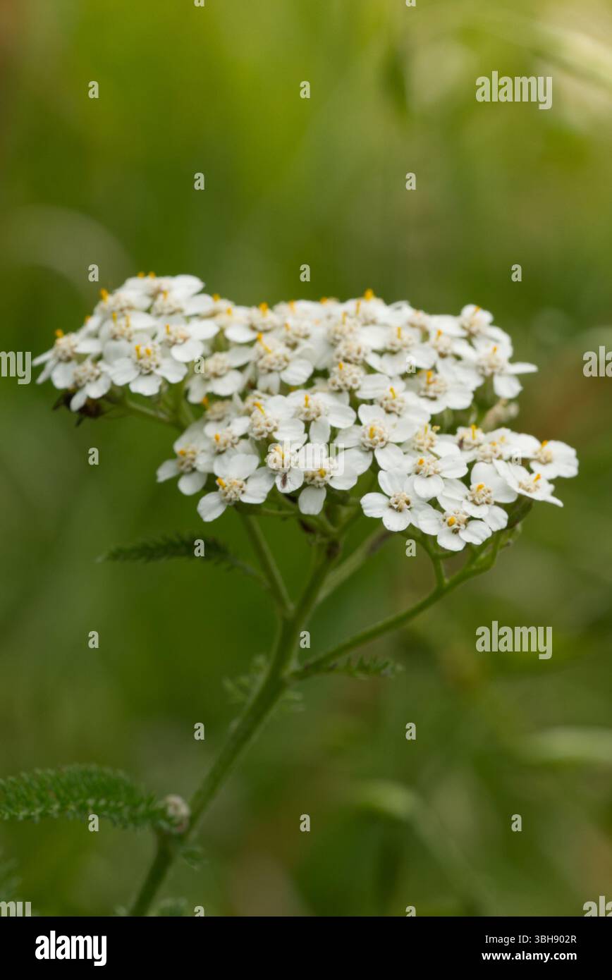 White Yarrow Flower - Achillea millefolium Stock Photo - Alamy