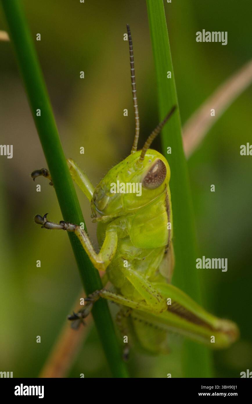 Detailed macro shot grasshopper hi-res stock photography and images - Alamy