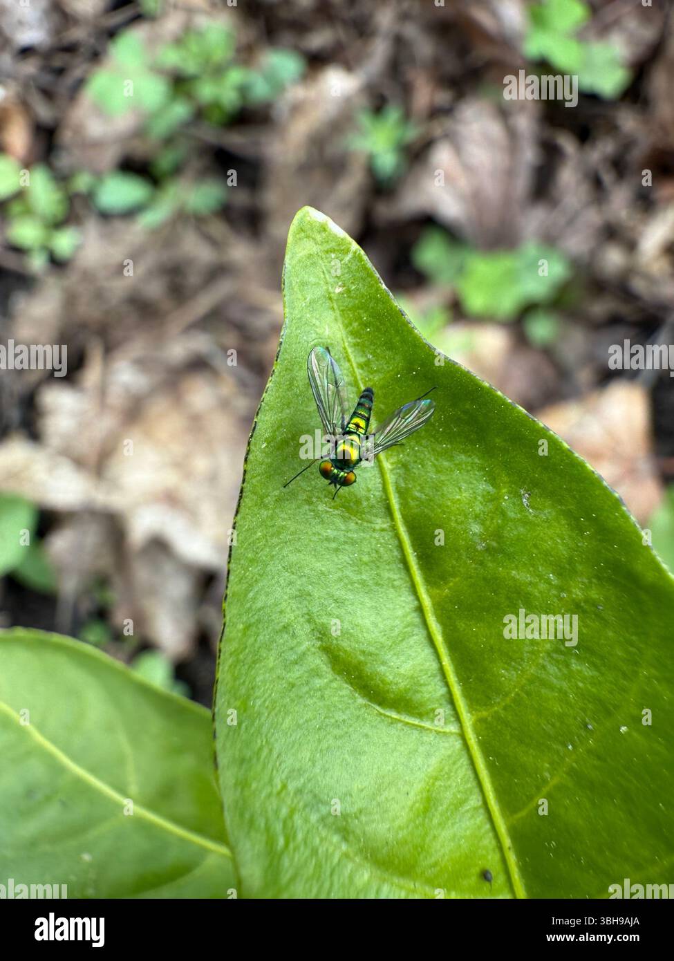 Dolichopodidae long legged flies hi-res stock photography and images ...