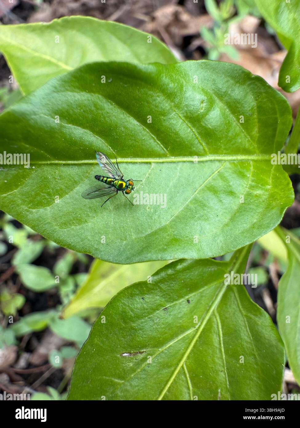 Dolichopodidae long legged flies hi-res stock photography and images ...