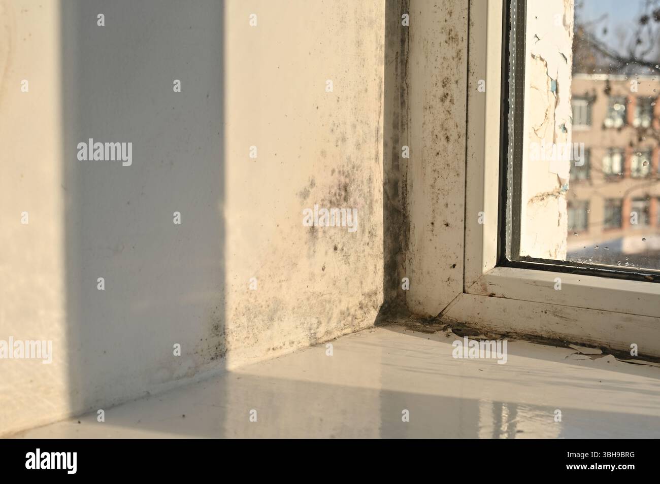 Once-white window slopes now host velvety black organisms. black mold ...