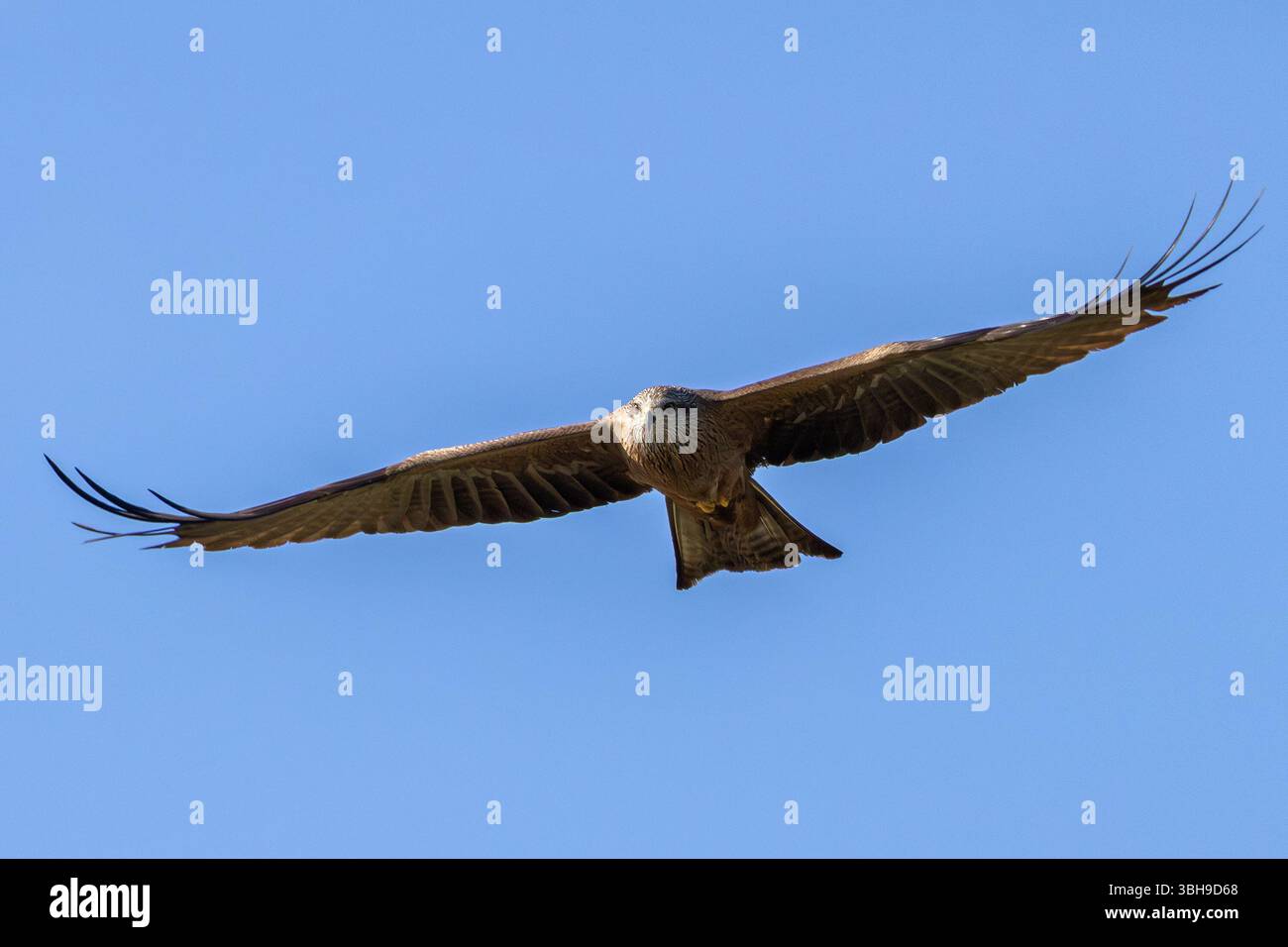 The black kite is a medium-sized raptor feeding on carrion and small ...