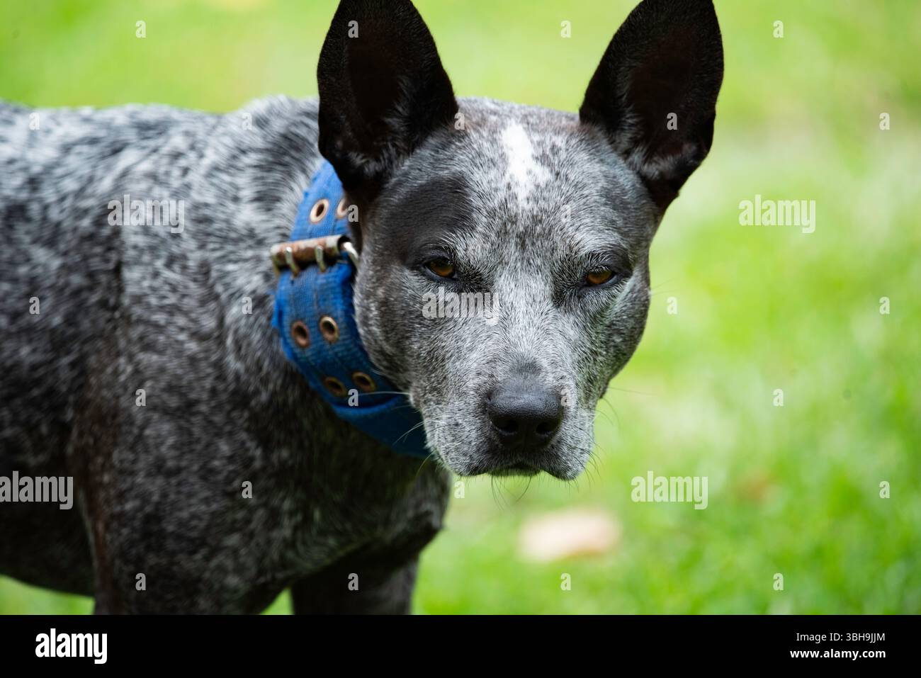 portrait of a blue heeler dog close up Stock Photo - Alamy