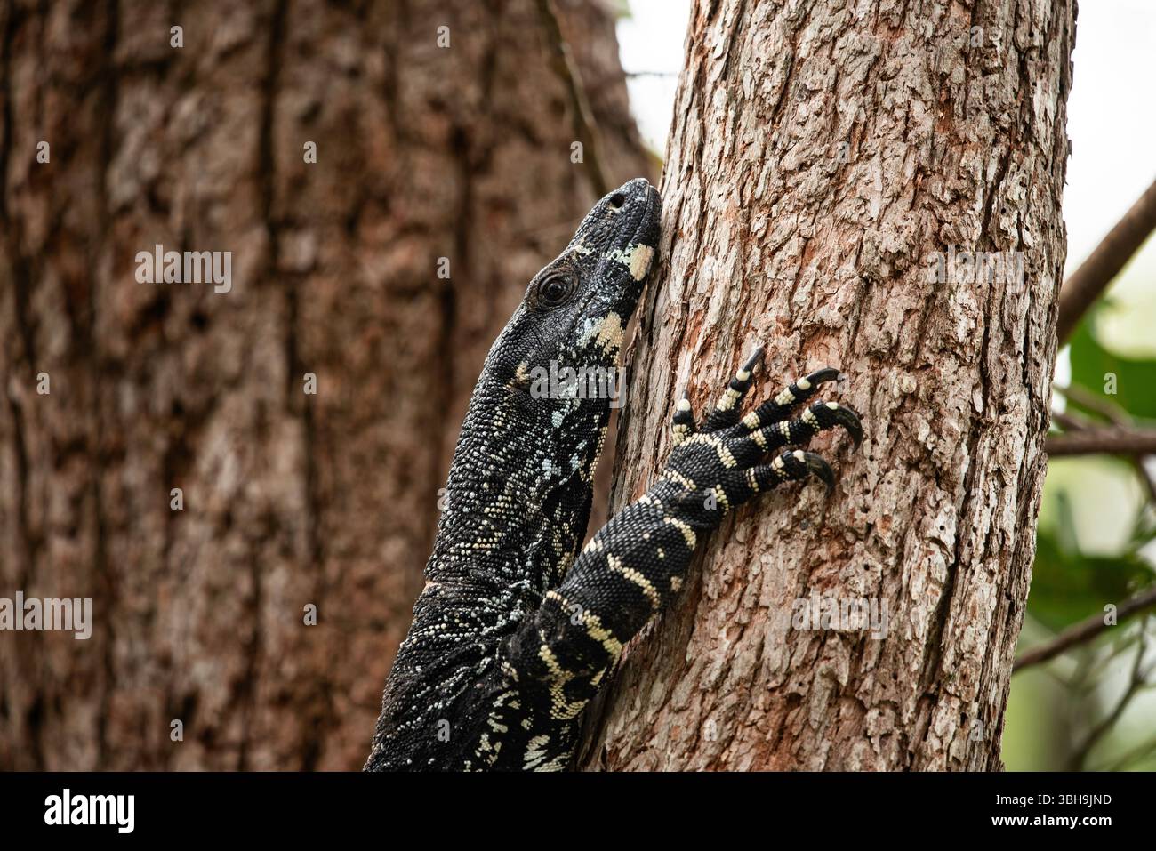 Big goanna in a tree Stock Photo - Alamy