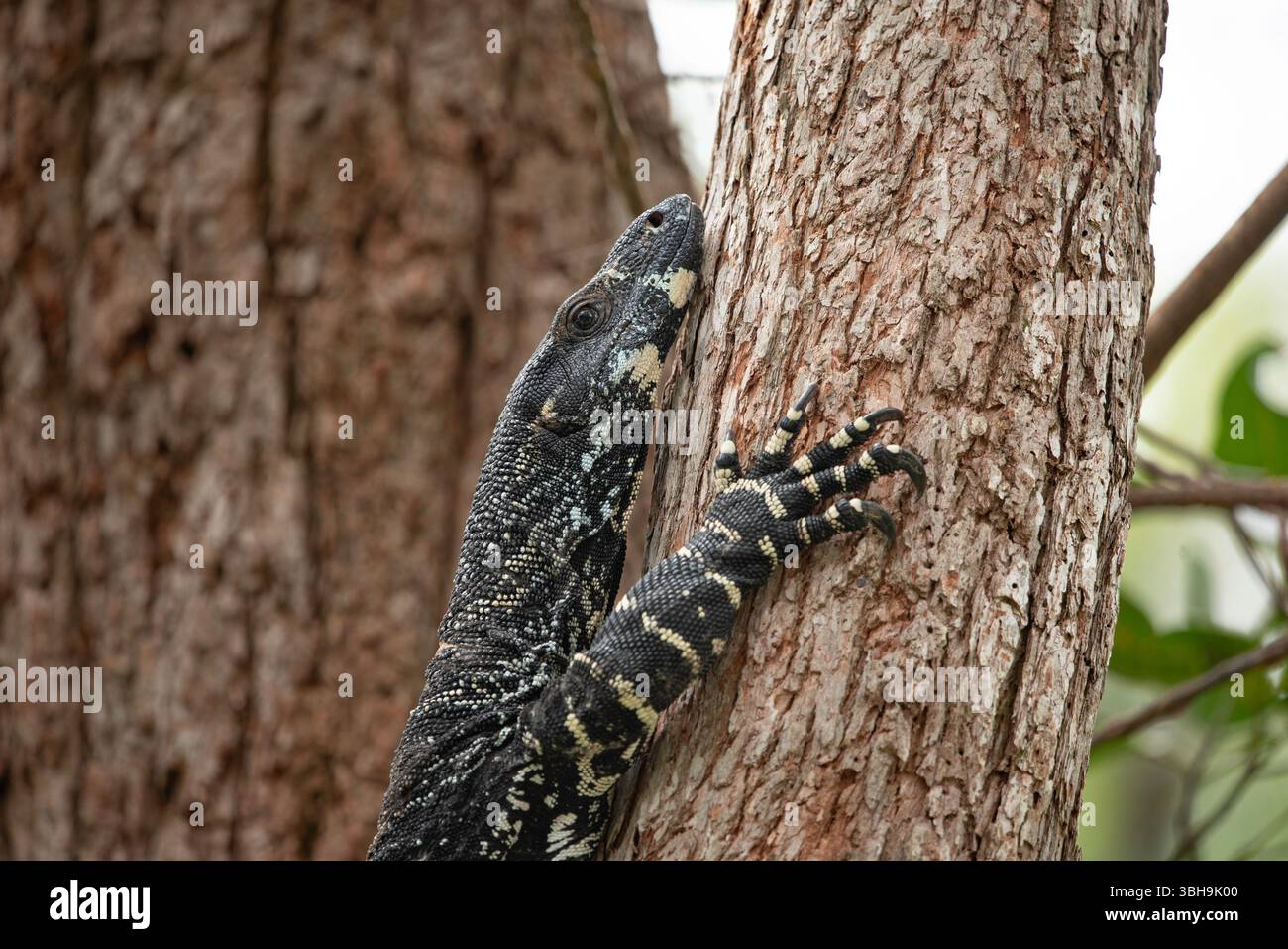 Big goanna in tree hi-res stock photography and images - Alamy