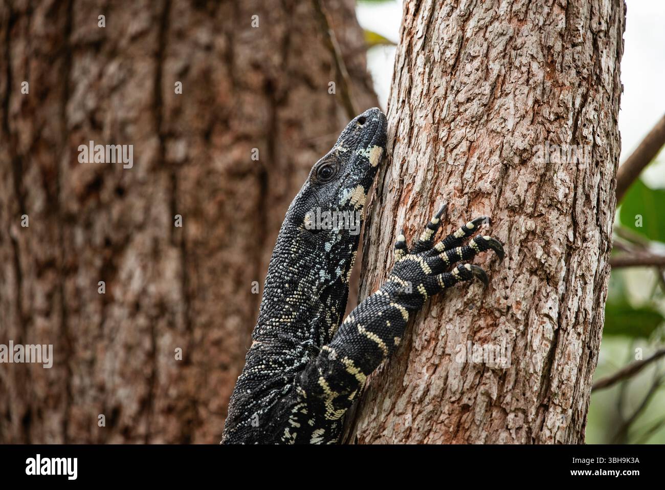 Big goanna hi-res stock photography and images - Alamy