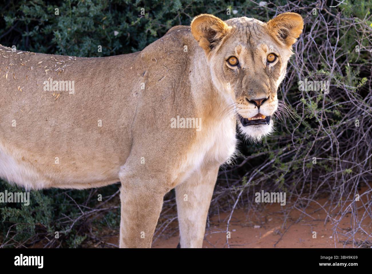 animals of africa Stock Photo - Alamy