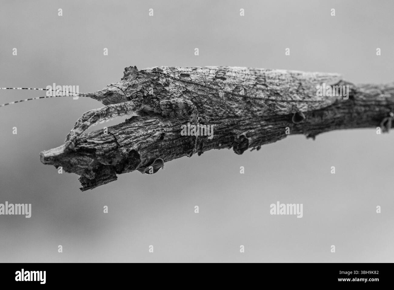 Camouflage insect stick insect Black and White Stock Photos & Images ...