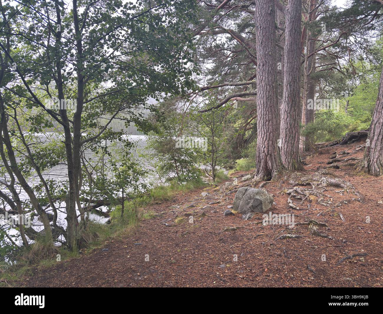 Lush Highland forest in full summer bloom, dappled sunlight through ...