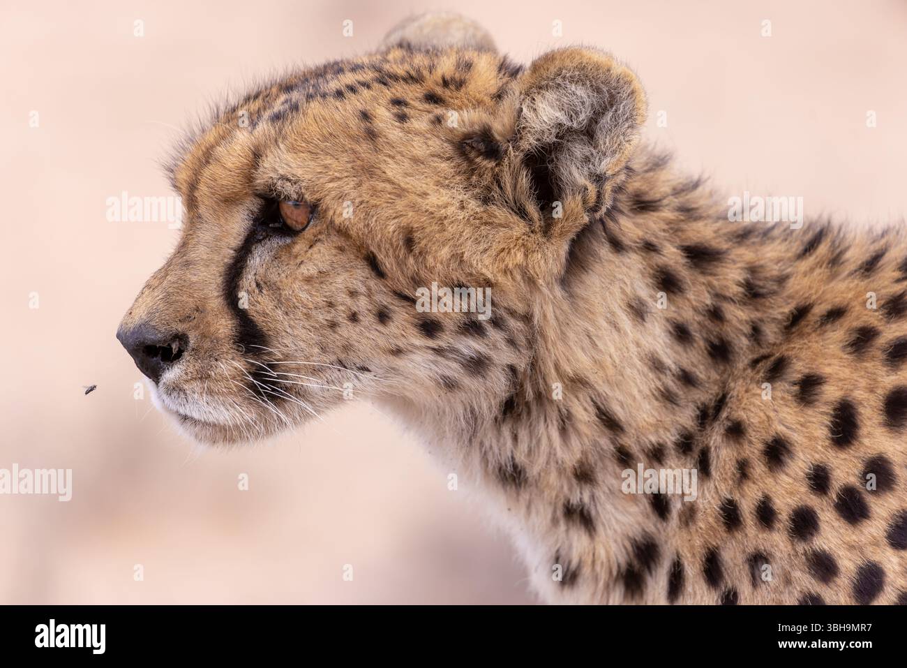animals of africa Stock Photo - Alamy