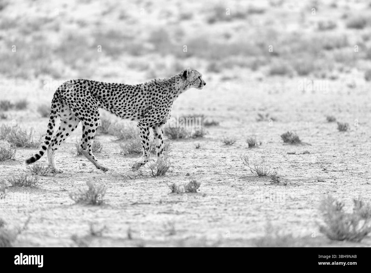 animals of africa Stock Photo - Alamy