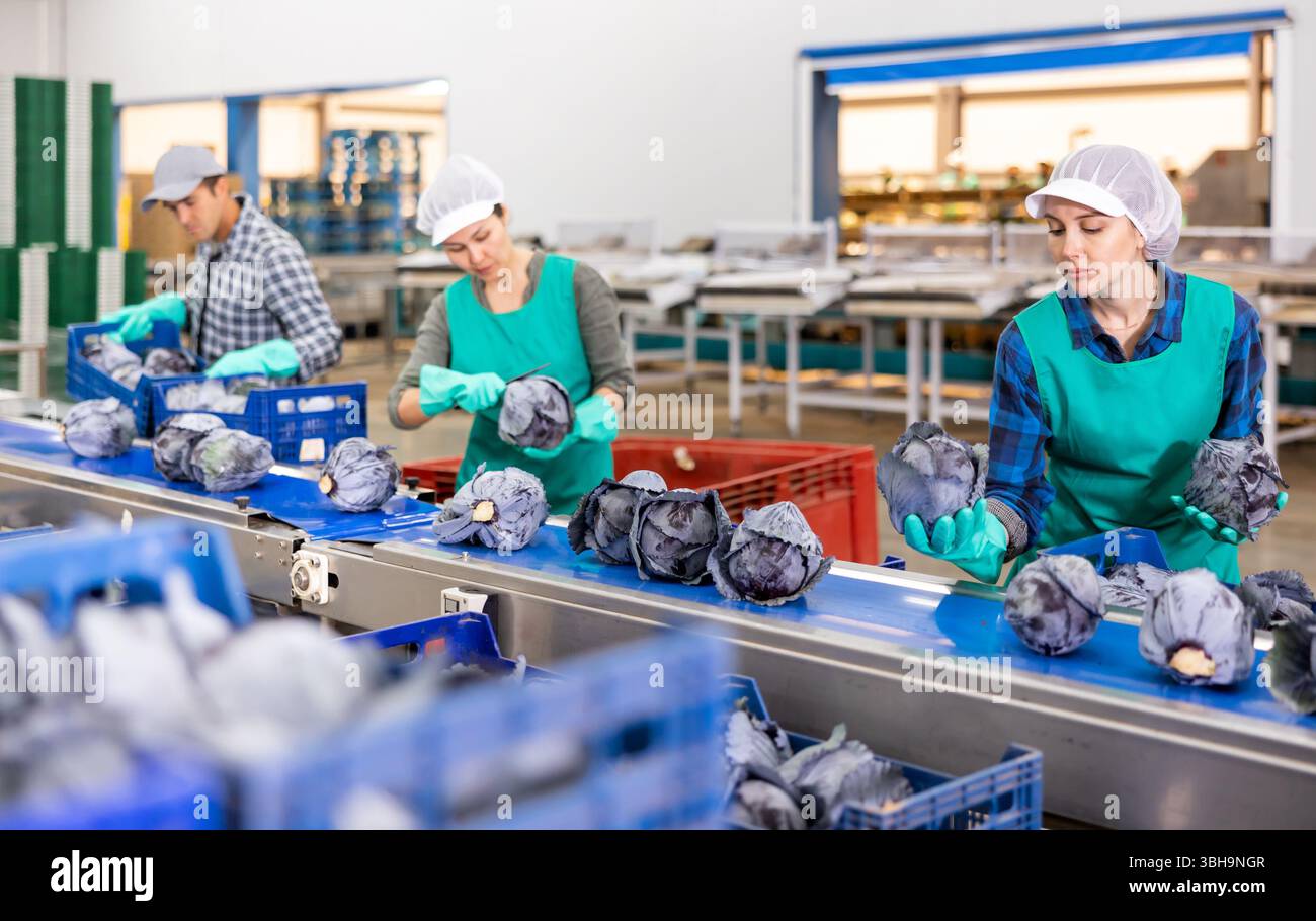 Female employees of vegetable factory sorting red cabbages on conveyor ...