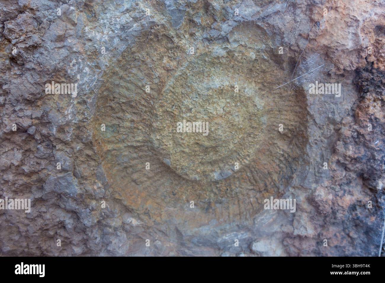 Ammonite Fossil in Rock Cliff Wall behind Methacrylate Plaque, Jurassic ...