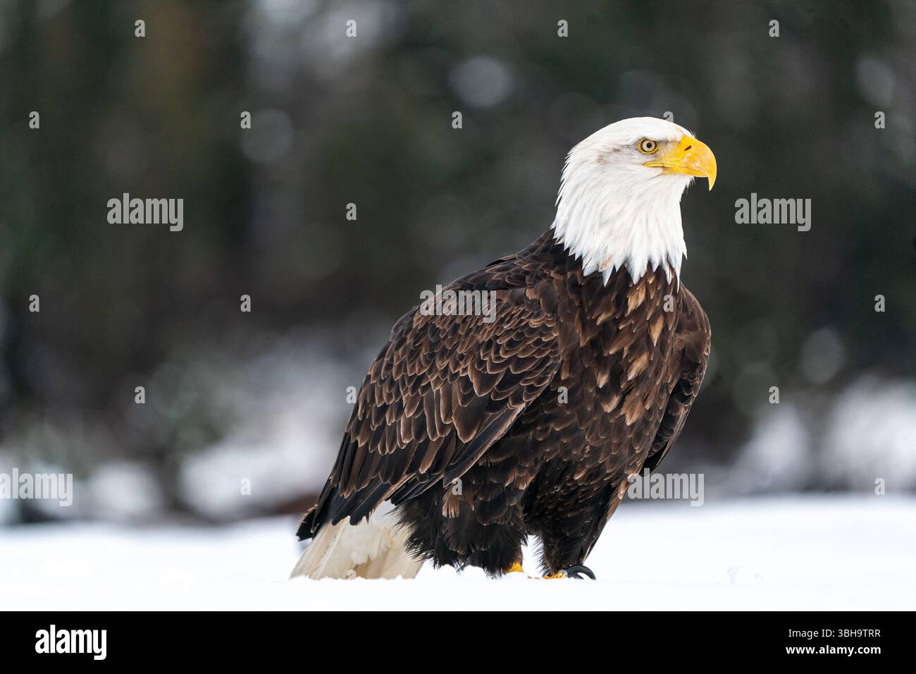 Bald eagle (Haliaeetus leucocephalus) in Homer, Alaska is also the ...