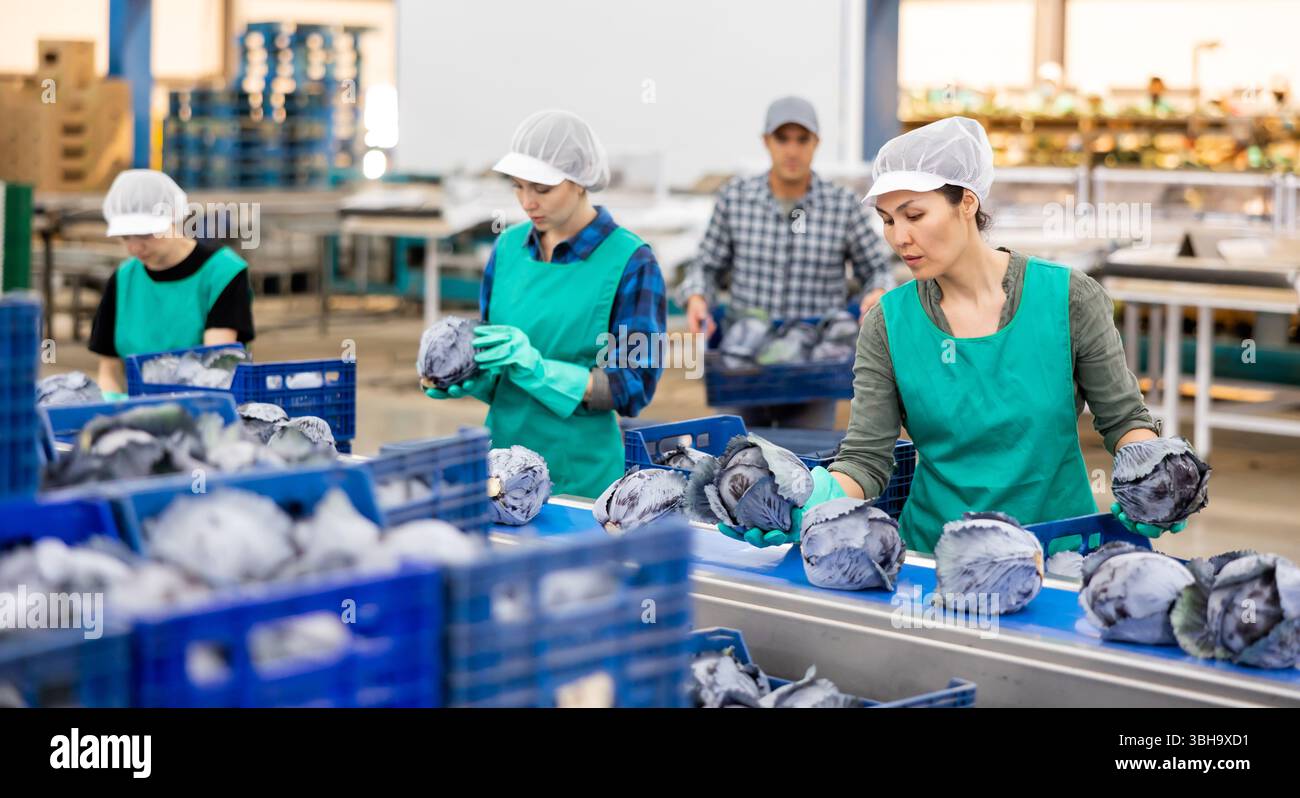 Female workers of sorting factory checking red cabbages on conveyor ...