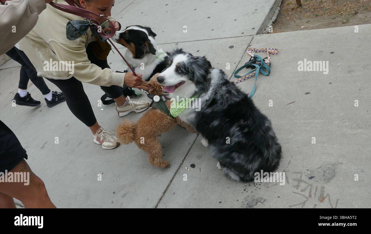 Los Angeles, California, USA 8th June 2025 Dogs at LA Pride Parade on ...