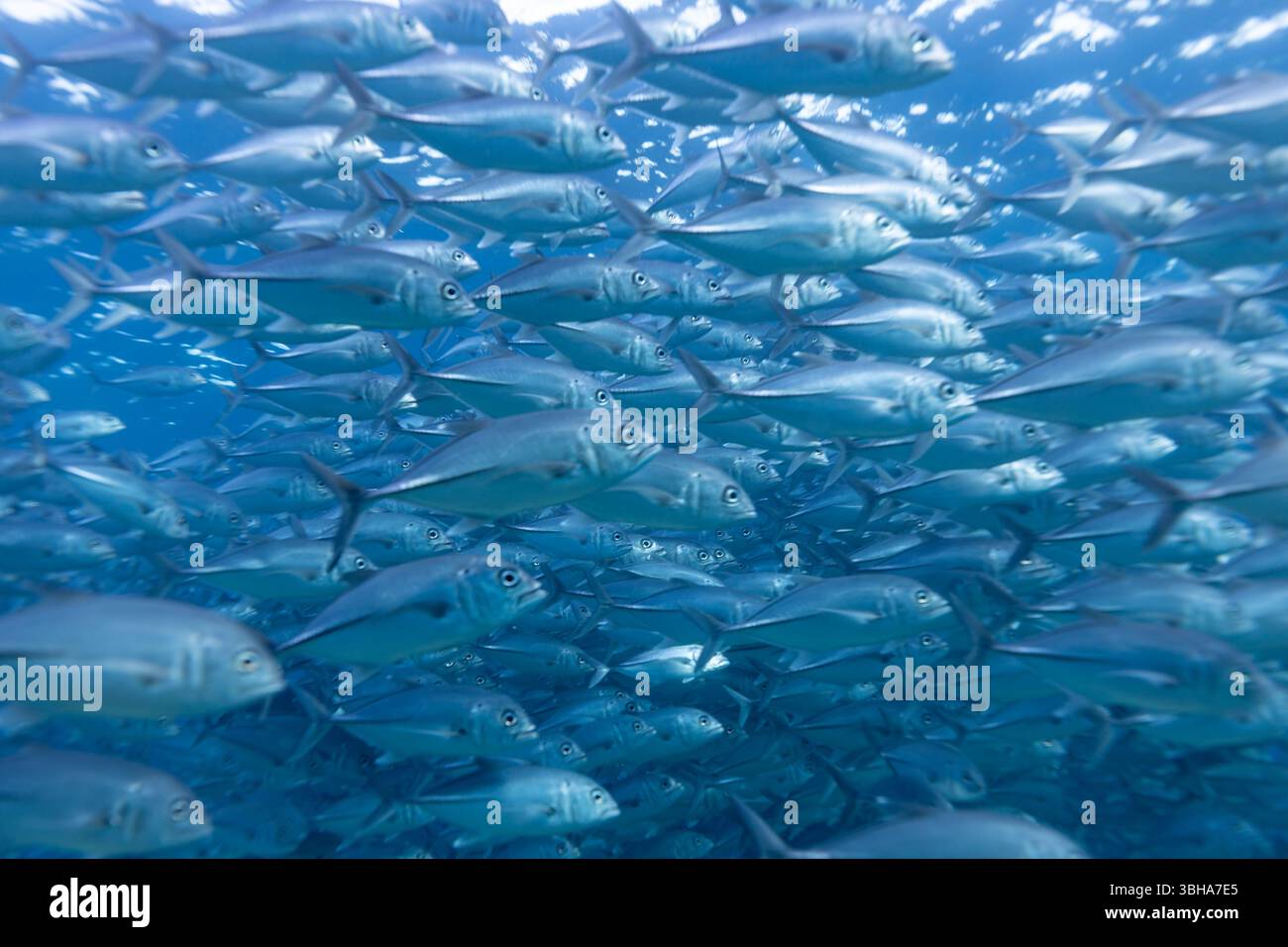 A school of fish swims together in the ocean, their silver bodies ...