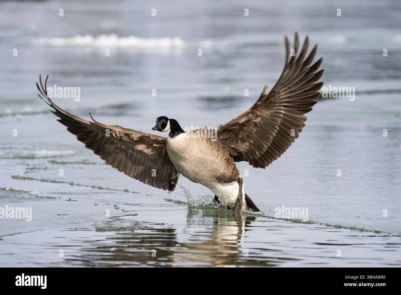 Canada Goose, Branta canadensis Stock Photo - Alamy