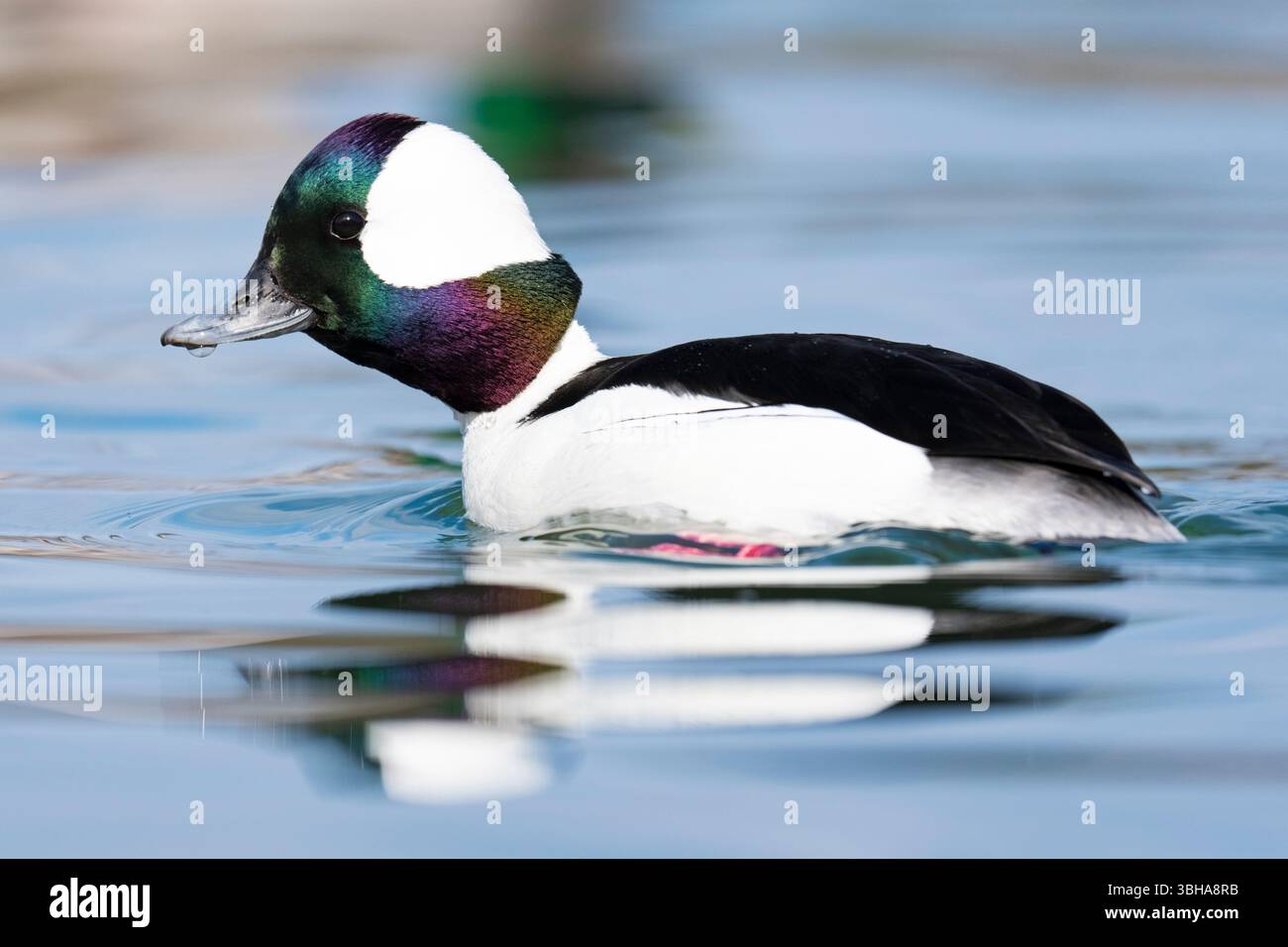 Male bufflehead duck hi-res stock photography and images - Alamy
