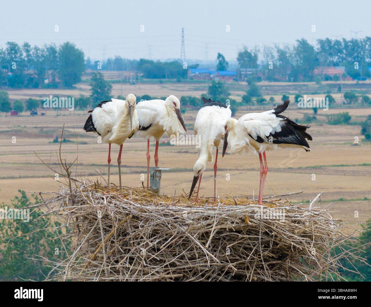 SUQIAN, CHINA - JUNE 7, 2025 - The Oriental White Stork, a first-class ...
