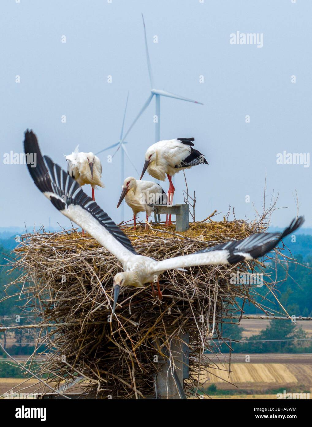 SUQIAN, CHINA - JUNE 7, 2025 - The Oriental White Stork, a first-class ...