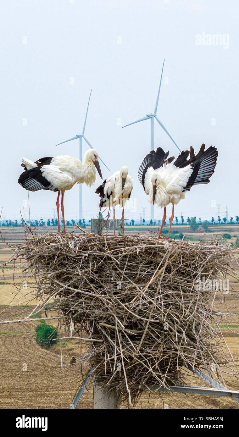 SUQIAN, CHINA - JUNE 7, 2025 - The Oriental White Stork, a first-class ...