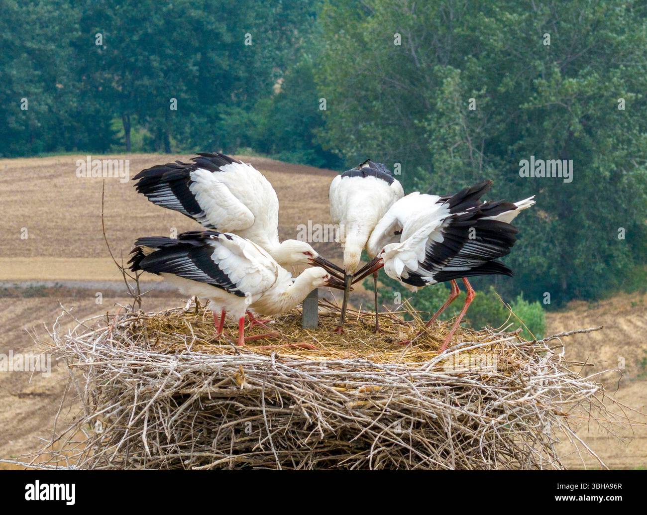 SUQIAN, CHINA - JUNE 7, 2025 - The Oriental White Stork, a first-class ...
