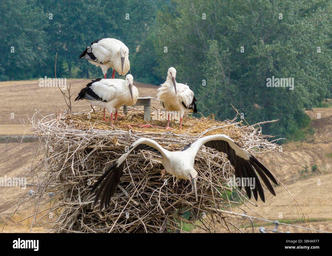 SUQIAN, CHINA - JUNE 7, 2025 - The Oriental White Stork, a first-class ...