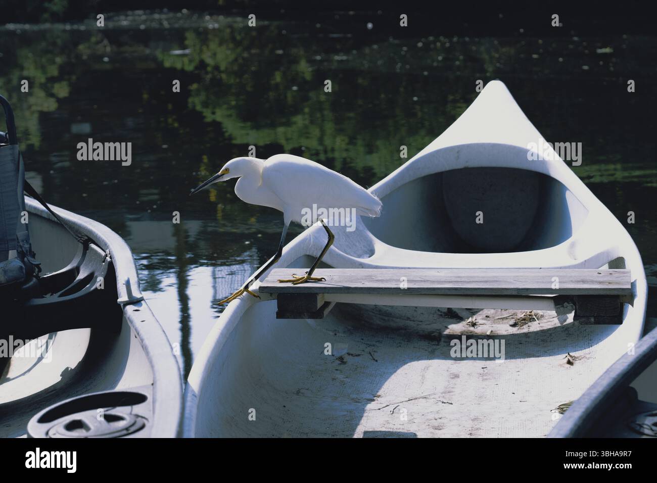 Bird watching by boat hi-res stock photography and images - Alamy