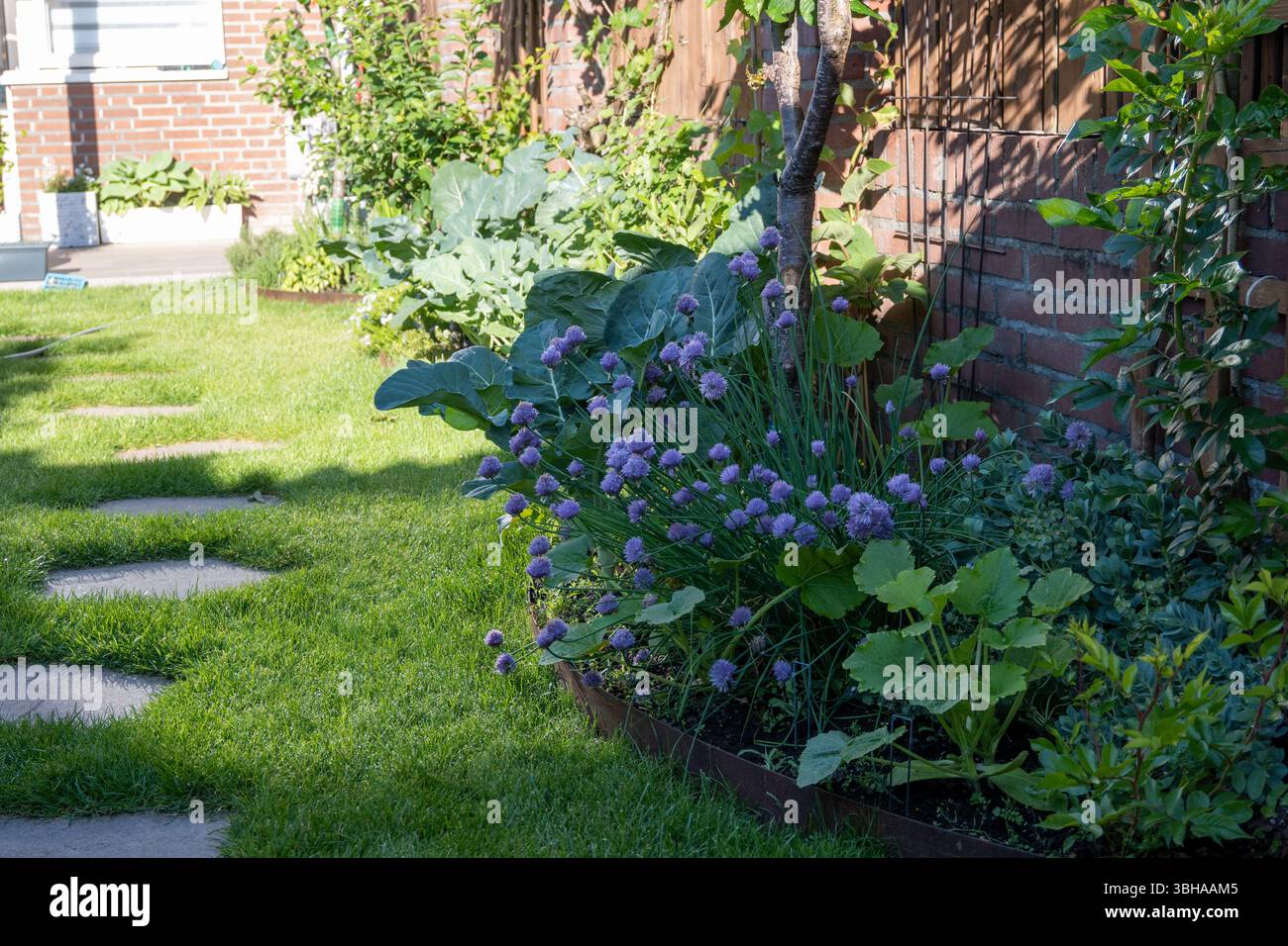Botanical collection, violet blossom of edible, medicinal, ornamental ...