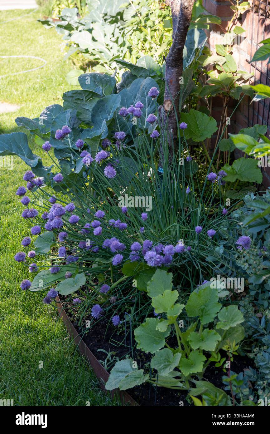 Botanical collection, violet blossom of edible, medicinal, ornamental ...