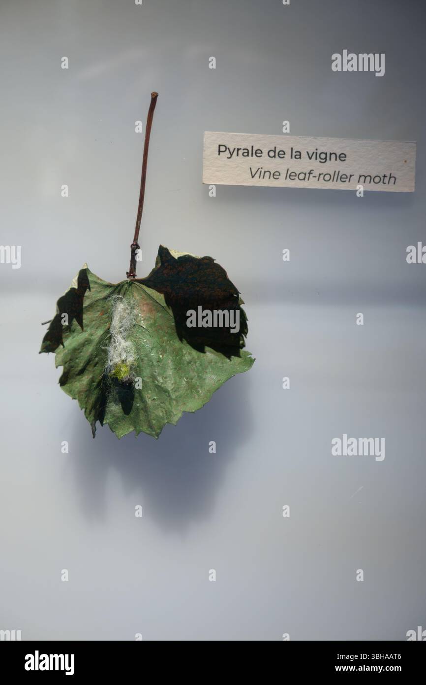 Example of grape leaves sickness or problems, grapevine leaf-roller moat of grape plant disease ...