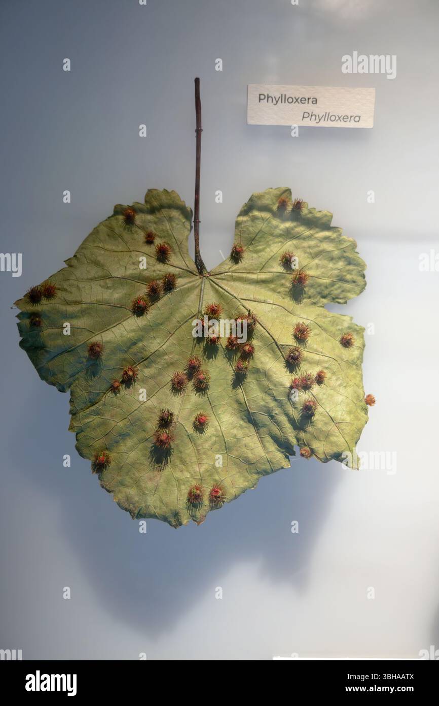 Example of grape leaves sickness or problems, grape phylloxera insect ...