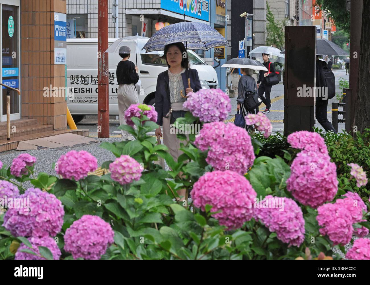 People walk next to hydrangea flowers on a street in Fukuoka City ...