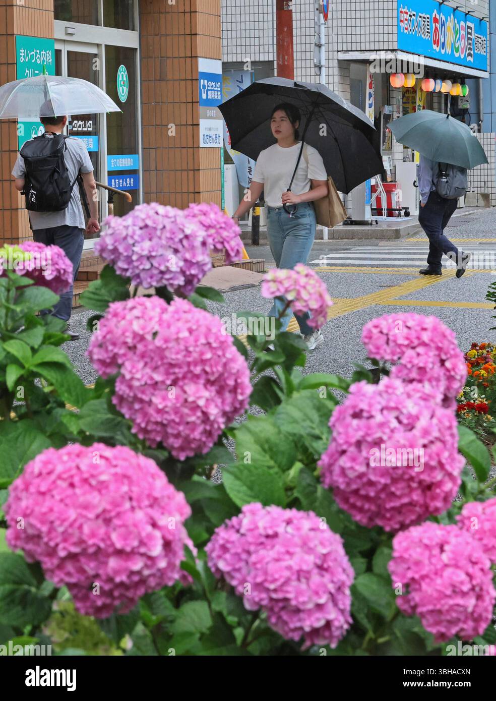 People walk next to hydrangea flowers on a street in Fukuoka City ...
